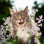 Котовник Сикс Хиллс Гиант (Six Hills Giant) - купить с доставкой