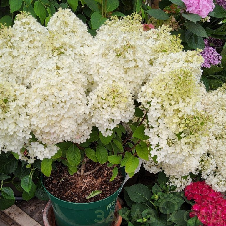 Гортензия Бобо метельчатая купить саженцы из питомника