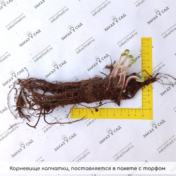 Лапчатка непальская Мисс Уиллмотт: купить саженцы