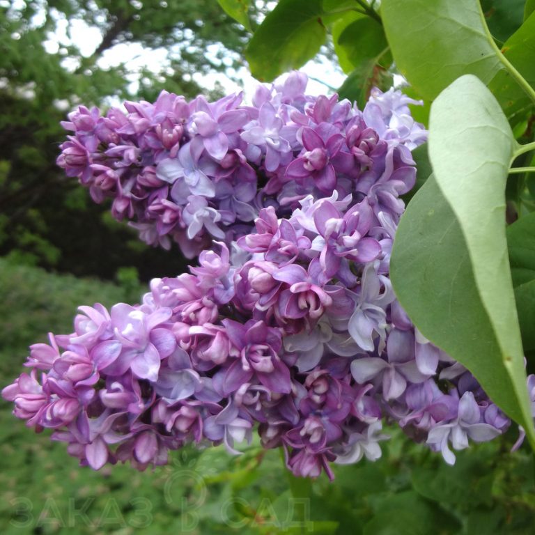 Сирень Надежда - купить саженцы с доставкой по России